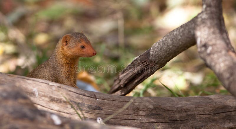 A small weasel stock image. Image of outdoor, carnivore - 18132521