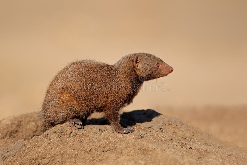 Dwarf Mongoose stock image. Image of wild, camera, single - 1073887