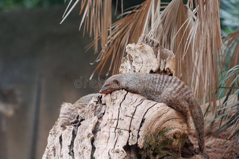 Dwarf Mongoose Dozing Above a Tree Trunk Stock Image - Image of ...