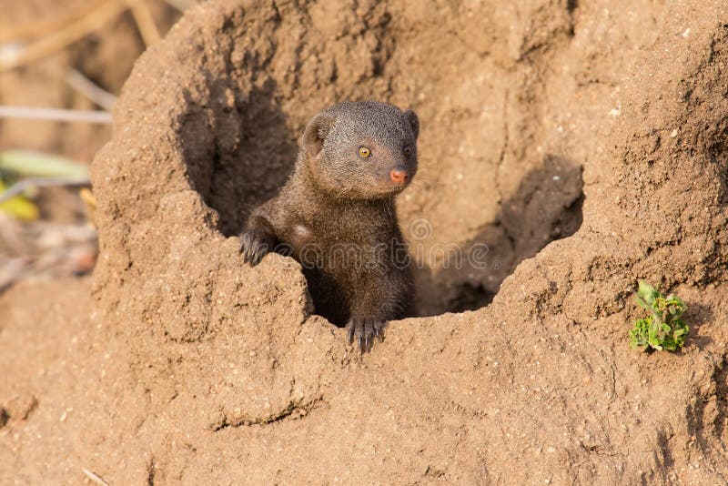 489 Burrow Mongoose Stock Photos - Free & Royalty-Free Stock Photos ...