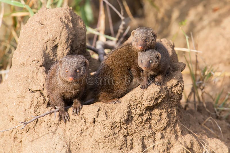 Dwarf Mongoose Family Enjoy Safety of Their Burrow Stock Image - Image ...