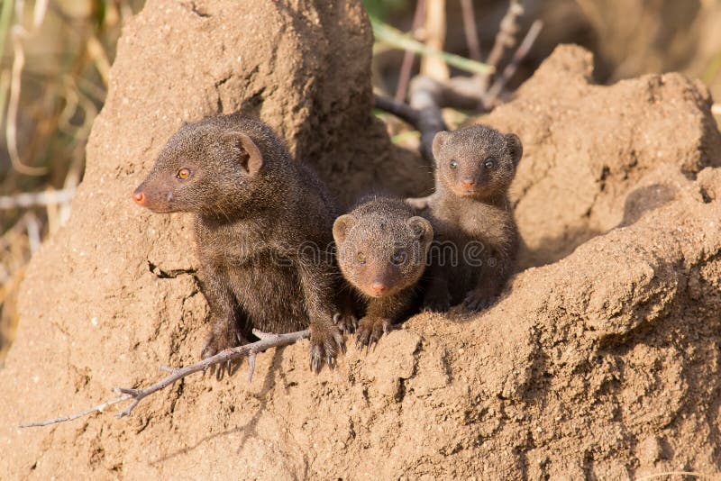 Dwarf fortress burrow babies - berybrowser