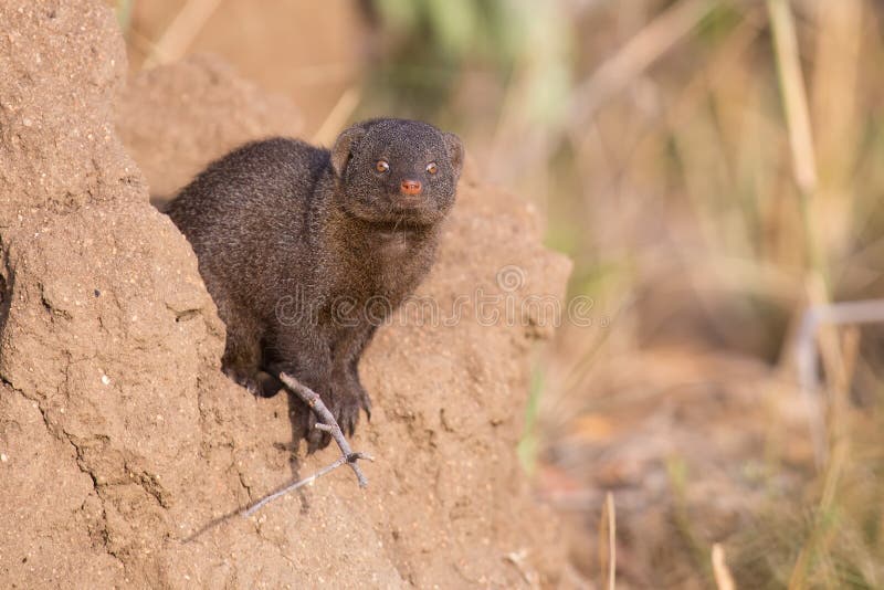 Dwarf Mongoose Family Enjoy Safety of Their Burrow Stock Photo - Image ...