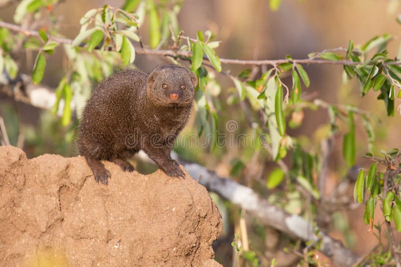 Dwarf Mongoose Family Enjoy Safety of Their Burrow Stock Image - Image ...