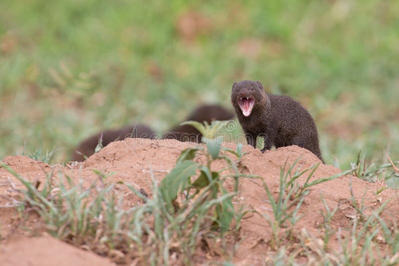 Dwarf Mongoose Forage for Food in Short Grass Showing Teeth Stock Photo ...
