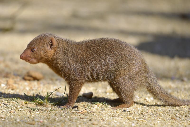 Dwarf mongoose on ground stock photo. Image of helogale - 91255338