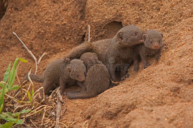 Dwarf Mongoose Helogale Parvula Mother with Sleeping Babies 13815 Stock ...