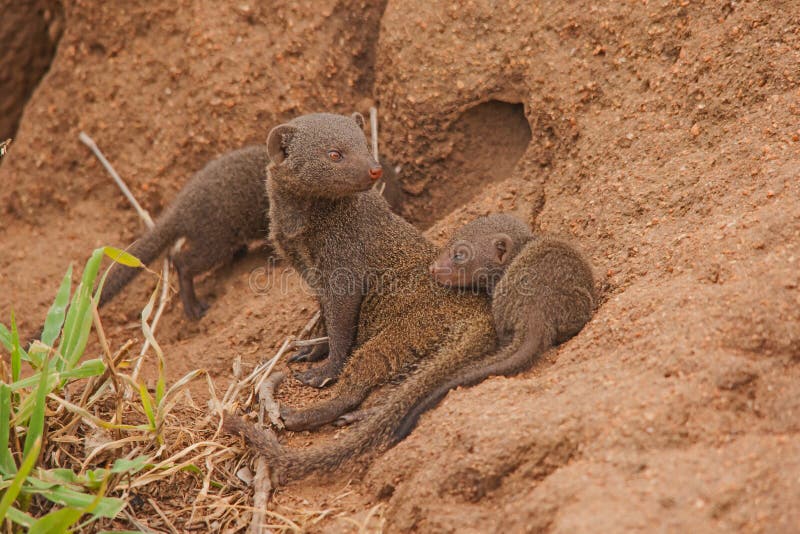Common Dwarf Mongoose Pup Southern Stock Photos - Free & Royalty-Free ...
