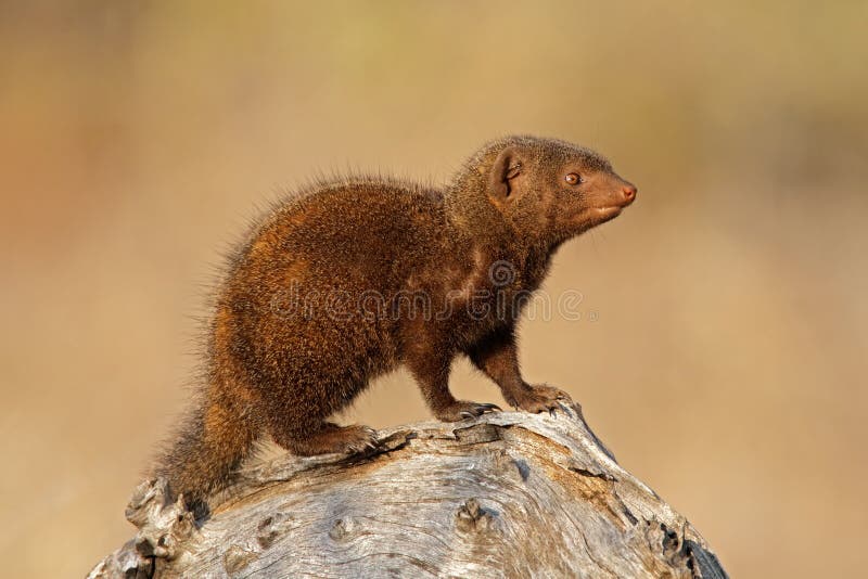 Dwarf mongoose, Kruger N/P stock photo. Image of ears - 20344644