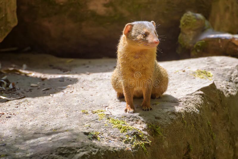 Dwarf Mongoose with a Large Pointed Head, Small Ears, a Long Tail ...