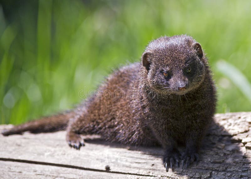 Dwarf mongoose stock photo. Image of conservation, wildlife - 30820226