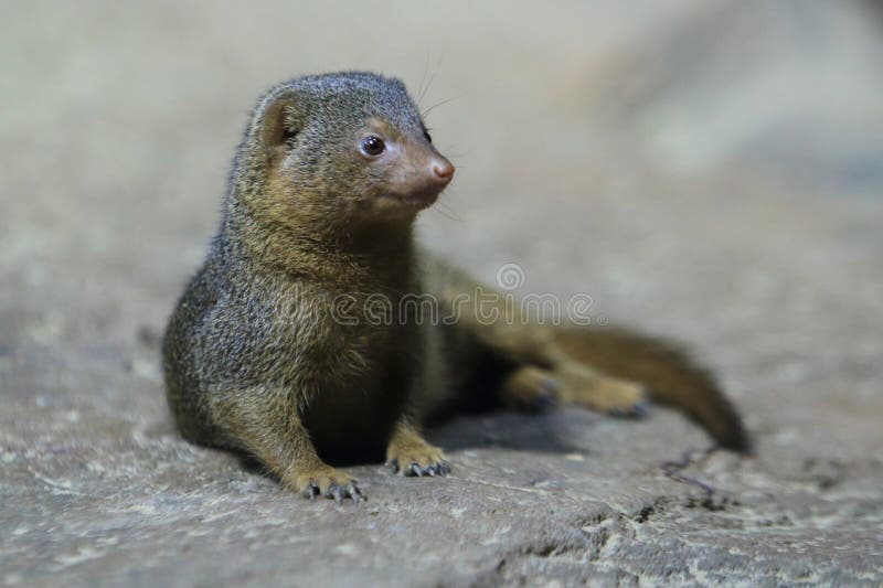 Dwarf mongoose foto de archivo. Imagen de adulto, cubo - 350050088