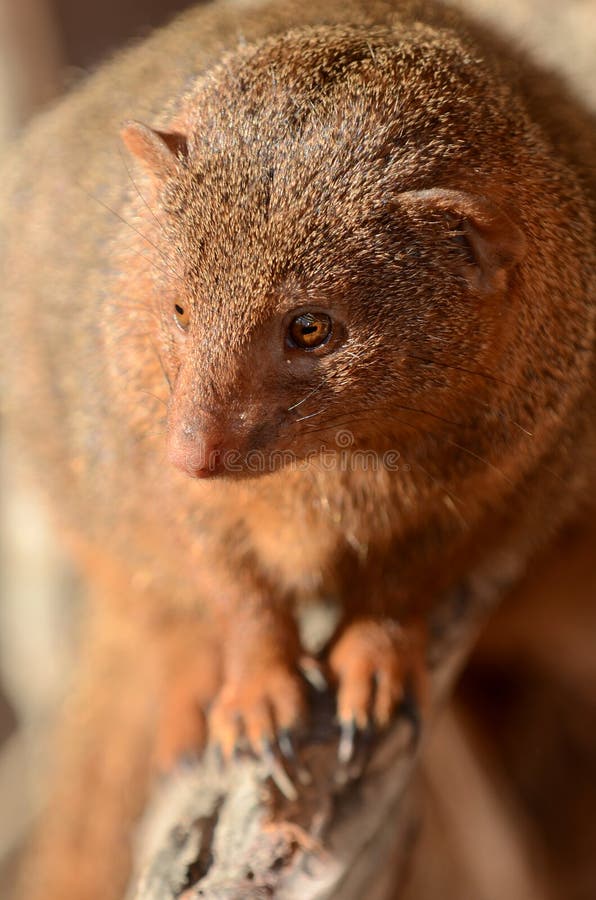Dwarf Mongoose Portrait stock photo. Image of africa - 22258190