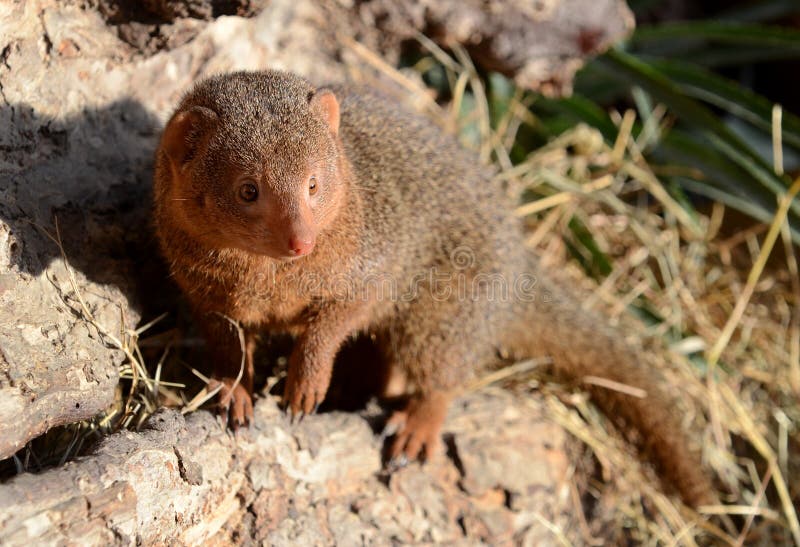 Dwarf Mongoose Portrait stock image. Image of african - 22341639