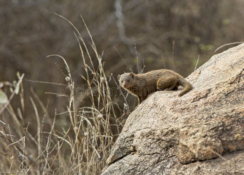 Dwarf Mongoose on rock stock image. Image of wild, creature - 379588119
