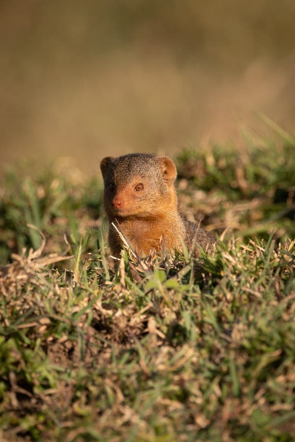 Dwarf Mongoose Sitting in Grass with Catchlight Stock Image - Image of ...