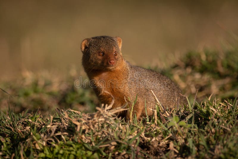 Dwarf Mongoose Sitting in Grass Turning Head Stock Photo - Image of ...