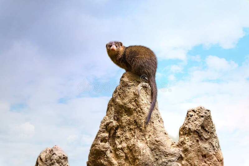 A Dwarf Mongoose Sitting on a Tall Rock Observing Its Environment Stock ...