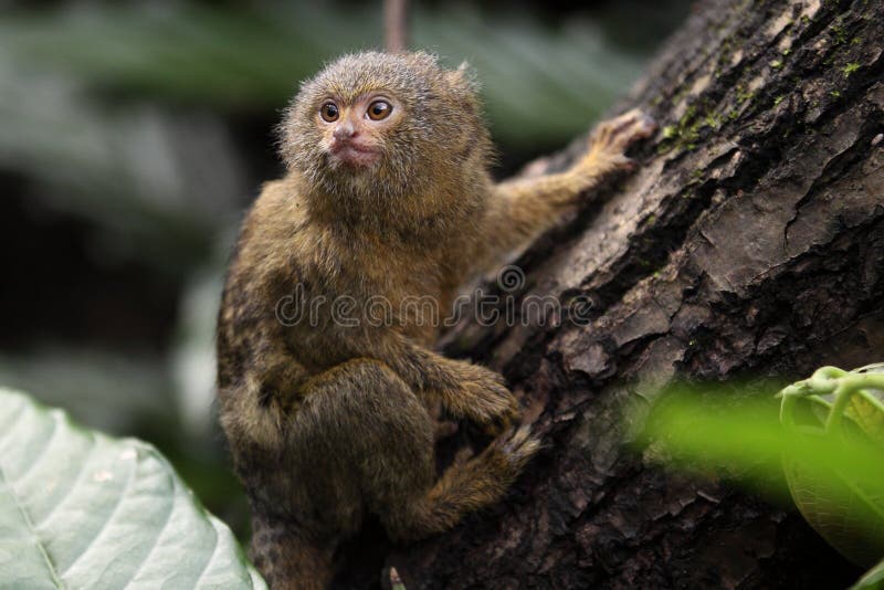 Dwarf monkey stock image. Image of trunk, marmoset, wildlife - 19630349