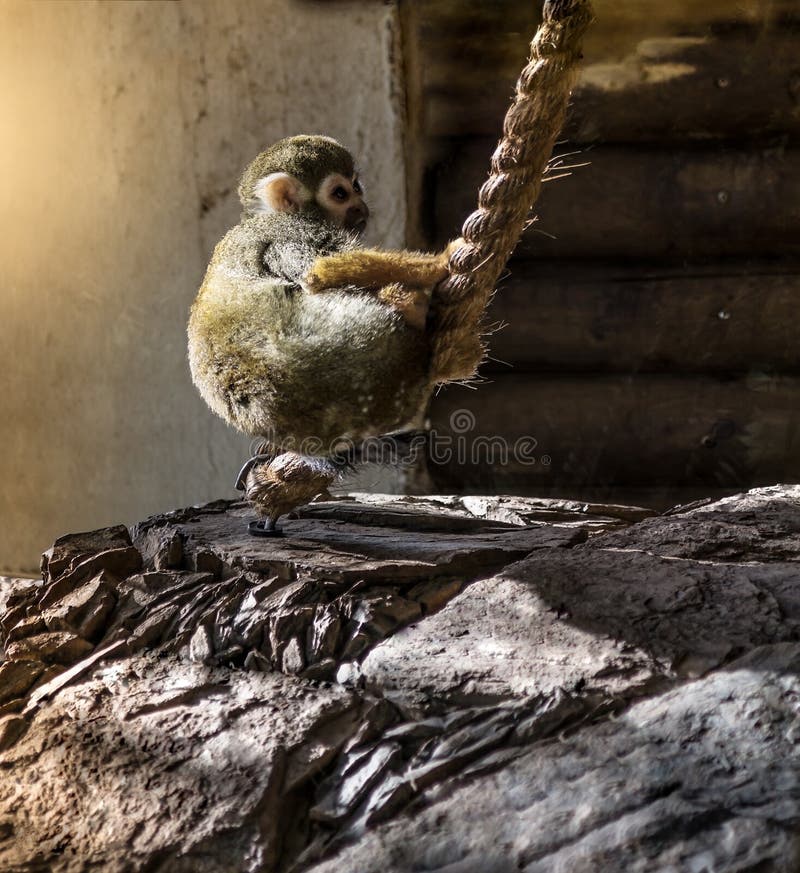 Dwarf monkey stock image. Image of omnivorous, africa - 43204309