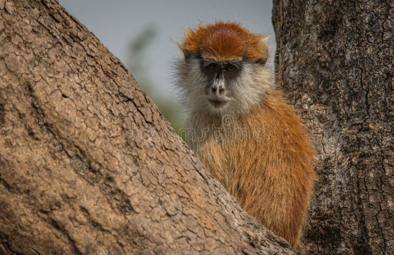 Dwarf Monkey Stands on a Tree. Ziva Sanctuary National Park in Uganda ...