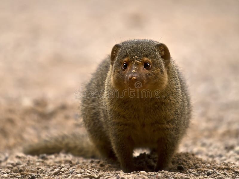 Dwarf moongoose stock image. Image of wild, african, small - 11057749