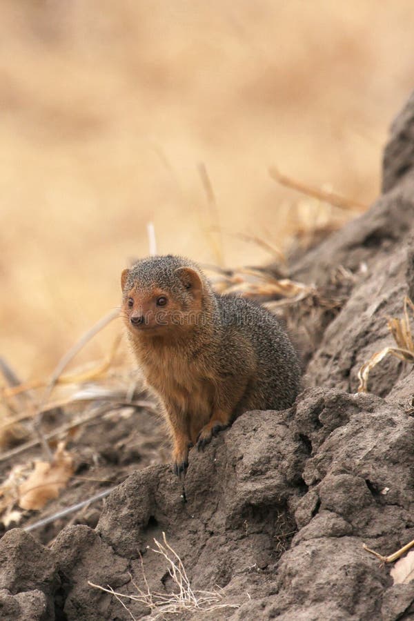 Dwarf Moongoose Stock Photos - Free & Royalty-Free Stock Photos from ...