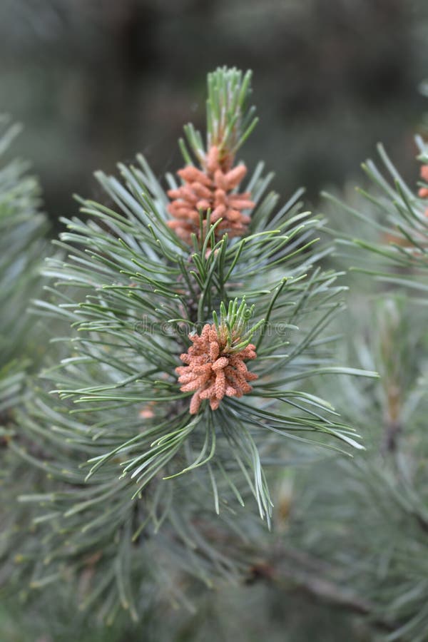 Dwarf mountain pine Humpy stock image. Image of green - 157552519