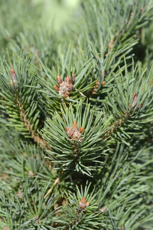 Dwarf mountain pine Gnom stock image. Image of plant - 262174681