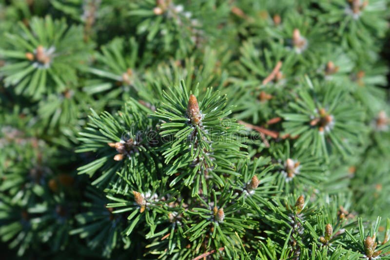 Dwarf mountain pine Humpy stock image. Image of green - 157552519