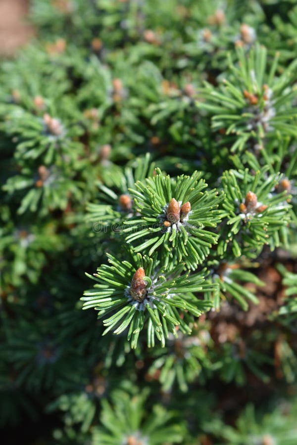 Dwarf mountain pine Humpy stock photo. Image of close - 158444276