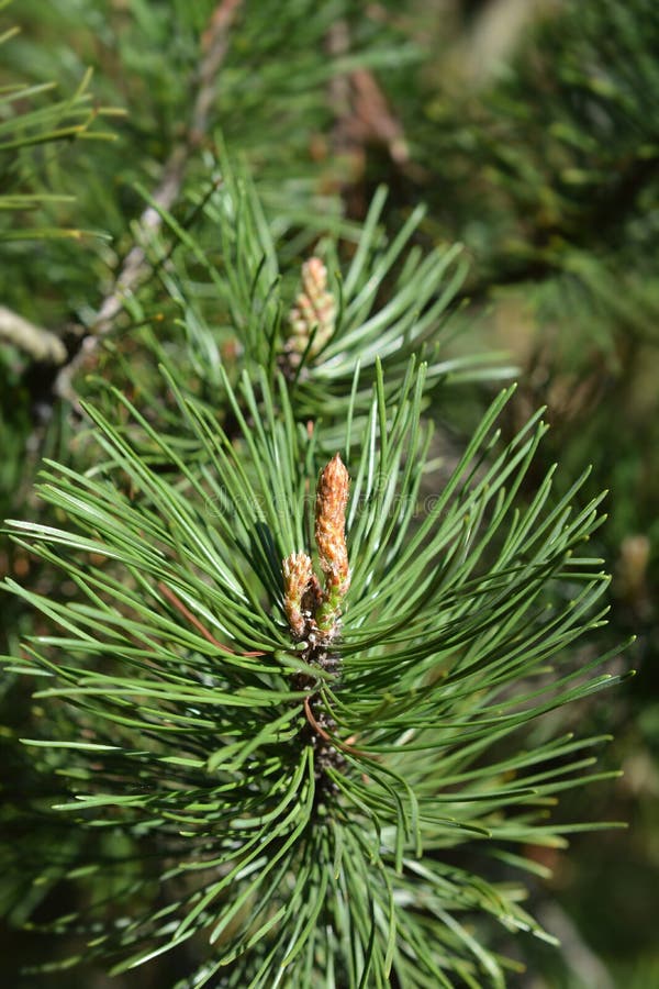 Dwarf mountain pine stock image. Image of tree, nature - 238041787