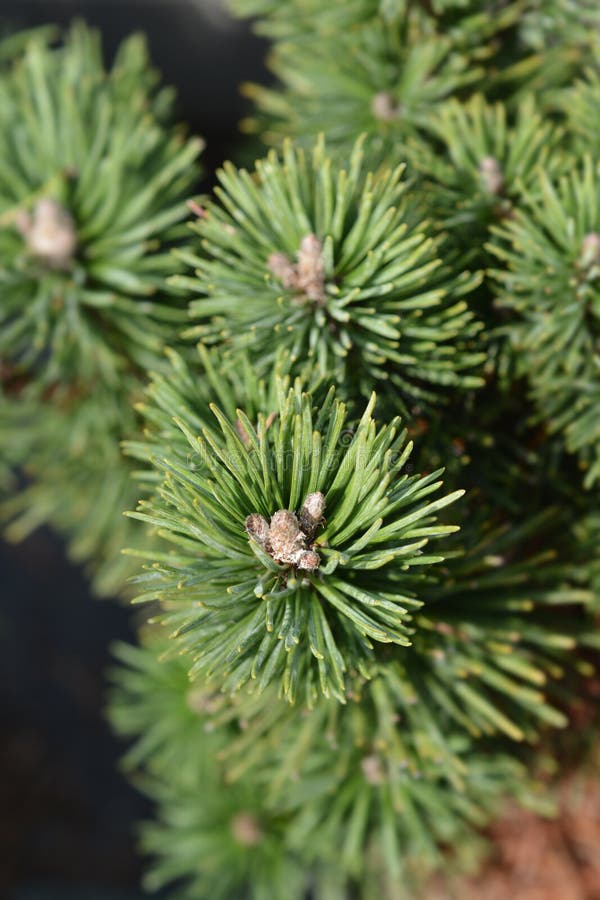 Dwarf Mountain Pine Winter Gold Stock Photo - Image of plant, foliage ...
