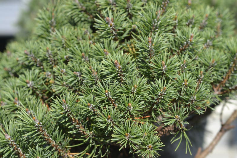 Dwarf mountain pine Mops stock image. Image of pinus - 255594673