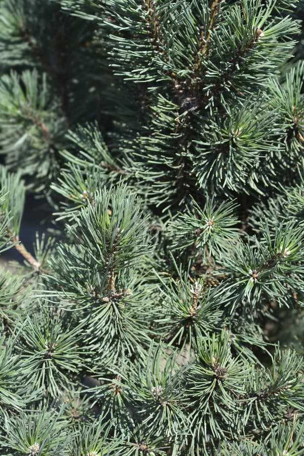 Pinus Mugo Mops Stock Photos - Free & Royalty-Free Stock Photos from ...