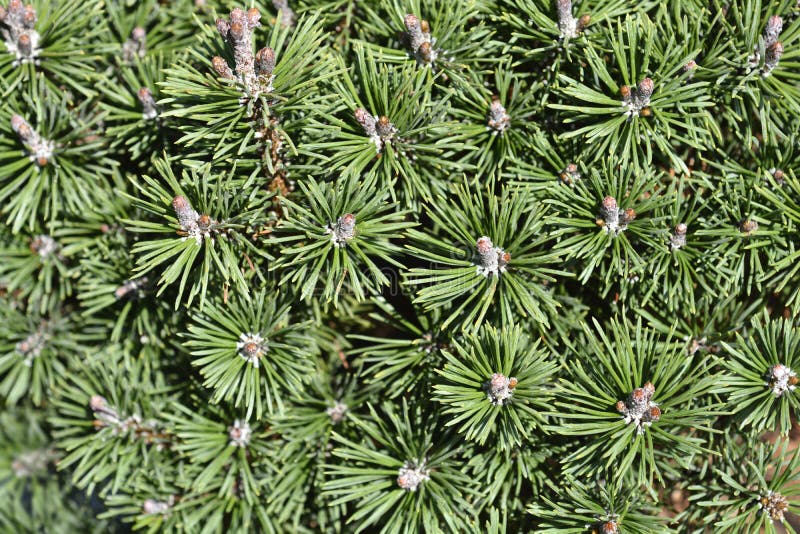 Dwarf mountain pine Mops stock photo. Image of outdoors - 263927904