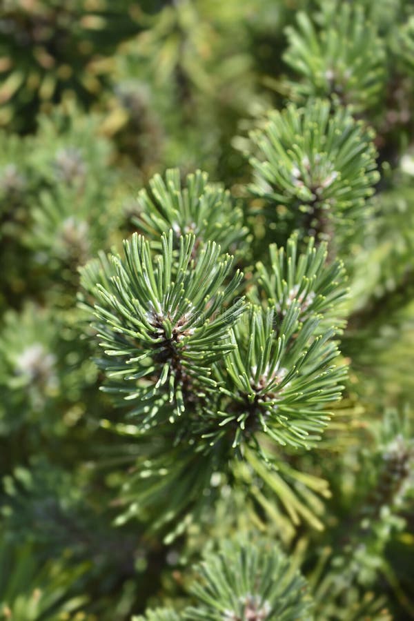 Dwarf mountain pine Ophir stock image. Image of green - 238164321
