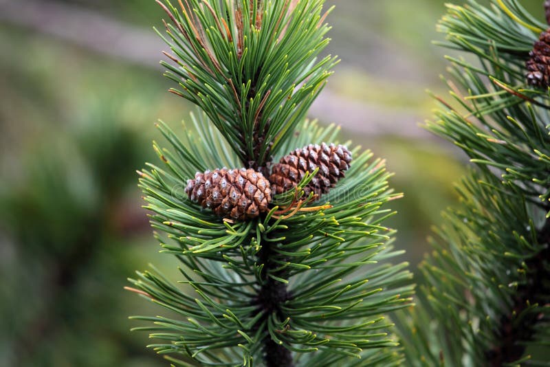 Dwarf Mountain Pine Branch with Cones - Pinus Mugo Turra Stock Photo ...
