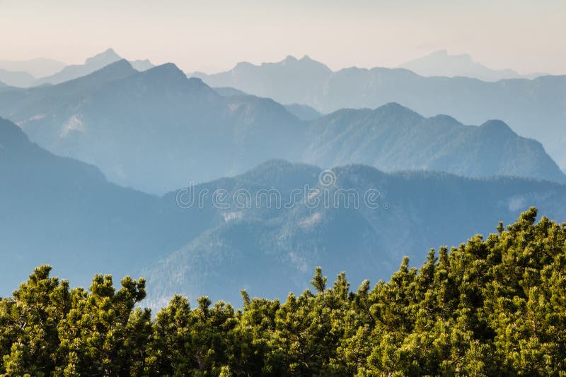Dwarf Mountain Pine Shrubs with Sunset Over Mountain Ranges Stock Photo ...