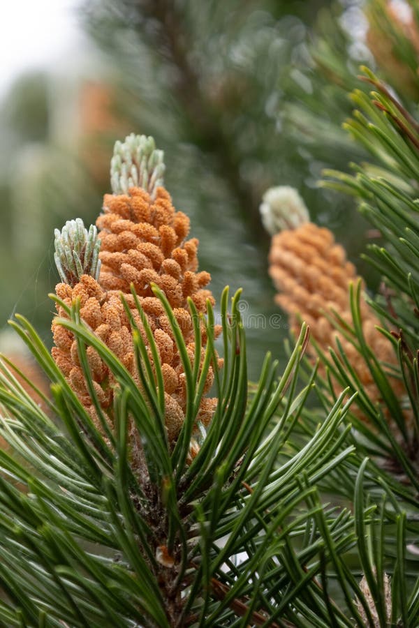 Dwarf Mountain Pine Tree, Pinus Mugo Turra, Sprouting New Pine Cones ...