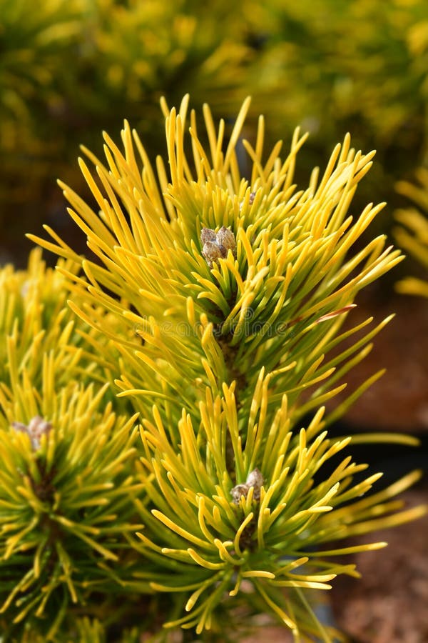 Dwarf Mountain Pine Winter Gold Stock Photo - Image of plant, foliage ...