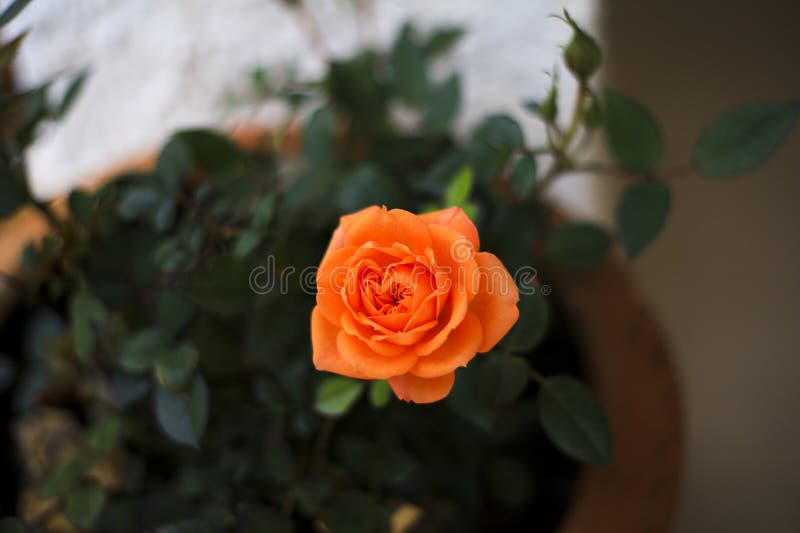 Dwarf Orange rose on pot stock image. Image of love - 367561523