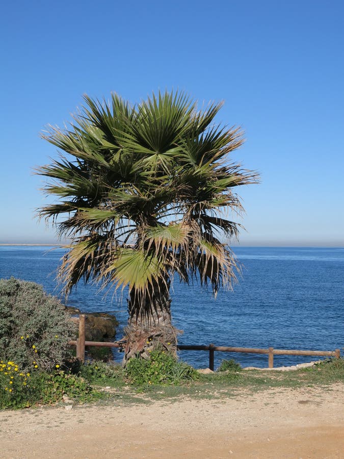 Dwarf Palm Tree with Its Big Sago Cone at a Tropical Botanical Garden ...
