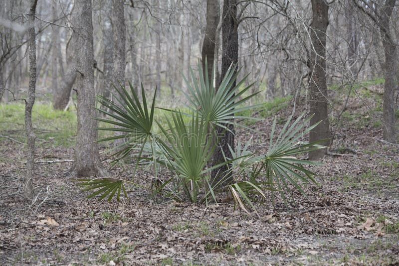 Dwarf Forest Ecosystem Stock Photos - Free & Royalty-Free Stock Photos ...