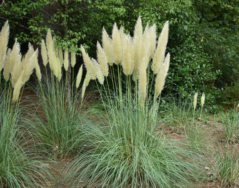Dwarf Pampas Grass Plants