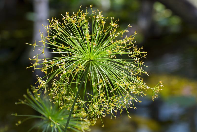 Dwarf Papyrus Sedge (Cyperus Haspan) Stock Photo - Image of plant ...