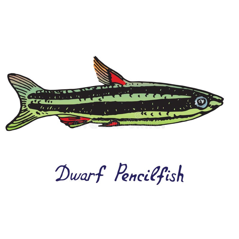 Dwarf Pencilfish Nannostomus Marginatus, Hand Drawn Doodle, Sketch ...