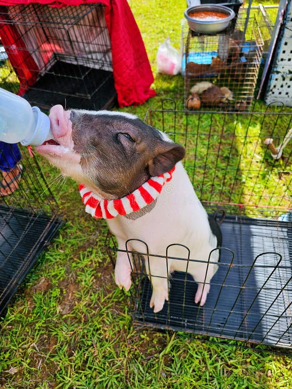 A Dwarf Pig is Drinking Milk from a Bottle. Stock Image - Image of ...