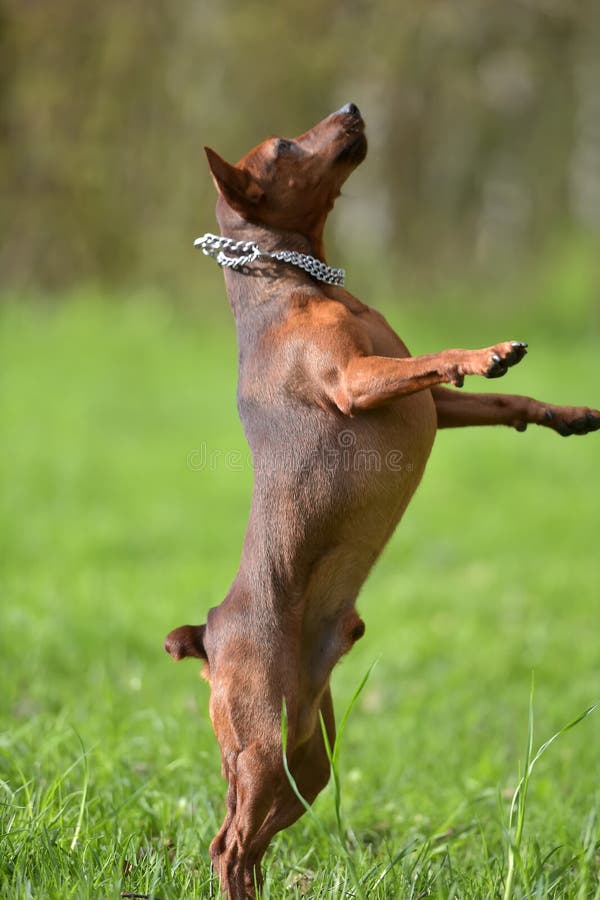 A dwarf pincher jumps stock image. Image of brown, mammal - 100039755