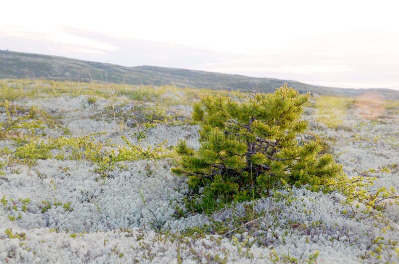 Arctic Moss Stock Photos - Download 3,703 Royalty Free Photos